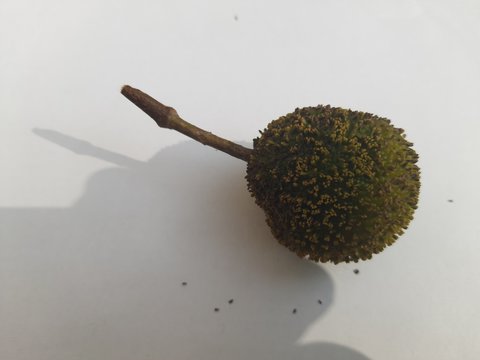 Burflower-Tree Images – Browse 63 Stock Photos, Vectors, and Video ...