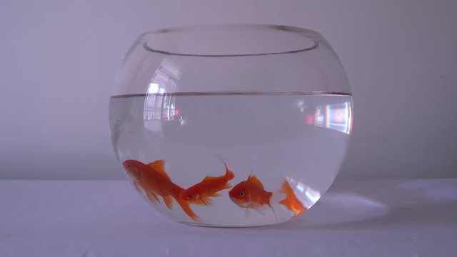 Obrázky Fishbowl – procházejte fotografie, vektory a videa 30,604 ...