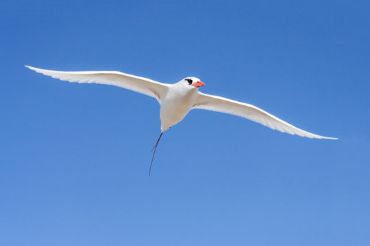 Paille-En-Queue Images – Browse 94 Stock Photos, Vectors, and Video ...