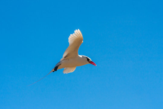 Paille-En-Queue 이미지 – 찾아보기 86 스톡 사진, 벡터 및 비디오 | Adobe Stock