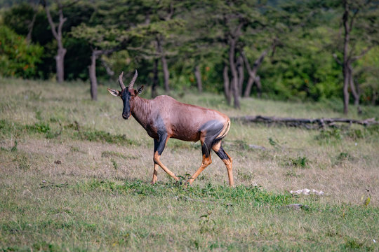 "Common Tsessebe" Images – Browse 1,606 Stock Photos, Vectors, and ...