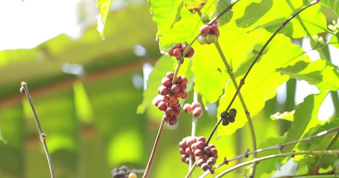 Canephora Images – Browse 908 Stock Photos, Vectors, and Video | Adobe ...