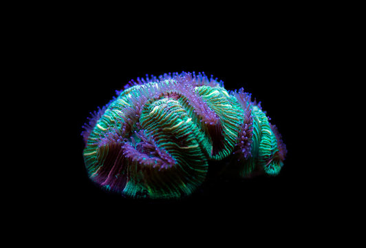 Koral Images – Browse 38 Stock Photos, Vectors, and Video | Adobe Stock