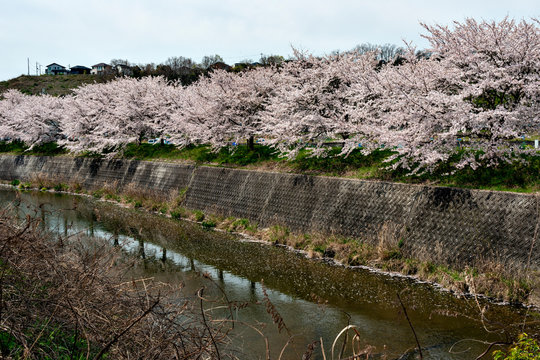 รูปภาพMuko – เลือกดูภาพถ่ายสต็อก เวกเตอร์ และวิดีโอ339 | Adobe Stock