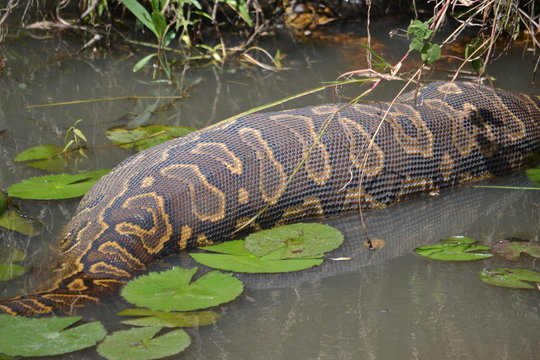 Small Python Bilder – Durchsuchen 1,592 Archivfotos, Vektorgrafiken und ...