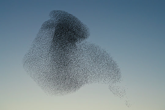 Imágenes de Flock: descubre bancos de fotos, ilustraciones, vectores y ...