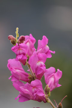 Vici Bilder – Durchsuchen 115 Archivfotos, Vektorgrafiken und Videos | Adobe Stock