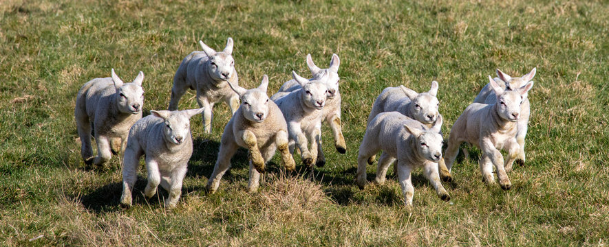 รูปภาพBaa-Lamb – เลือกดูภาพถ่ายสต็อก เวกเตอร์ และวิดีโอ356 | Adobe Stock