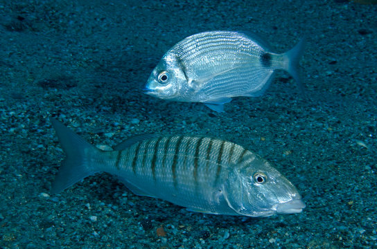 รูปภาพSarago – เลือกดูภาพถ่ายสต็อก เวกเตอร์ และวิดีโอ212 | Adobe Stock