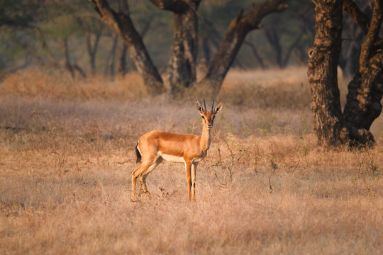 Chinkara Images – Browse 334 Stock Photos, Vectors, and Video | Adobe Stock