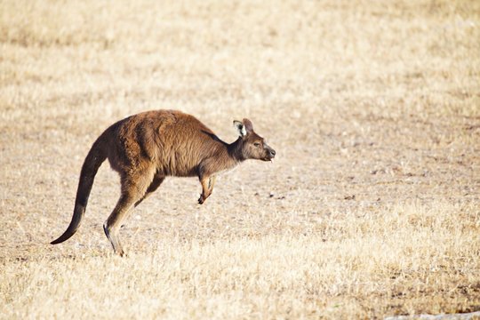 รูปภาพMacropods – เลือกดูภาพถ่ายสต็อก เวกเตอร์ และวิดีโอ17,169 | Adobe ...