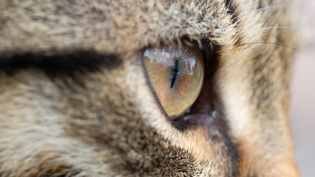 Kot 이미지 – 찾아보기 10,177 스톡 사진, 벡터 및 비디오 | Adobe Stock