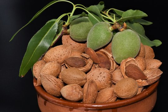 Almendra 이미지 – 찾아보기 3,920 스톡 사진, 벡터 및 비디오 | Adobe Stock