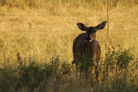 Njala Images – Browse 23 Stock Photos, Vectors, and Video | Adobe Stock