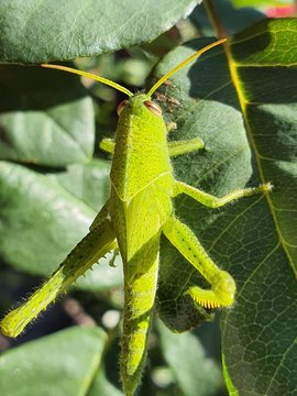 Imágenes de Gafanhoto: descubre bancos de fotos, ilustraciones ...