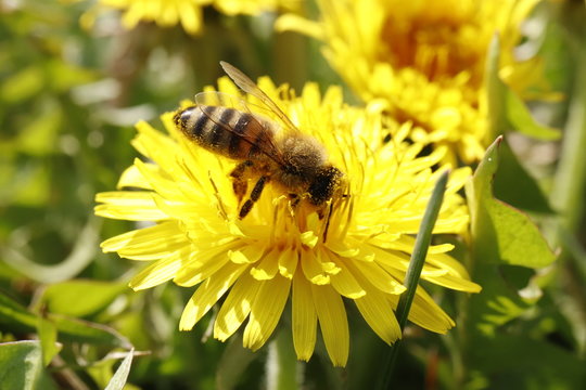 Graspollen Bilder – Durchsuchen 5,326 Archivfotos, Vektorgrafiken und ...