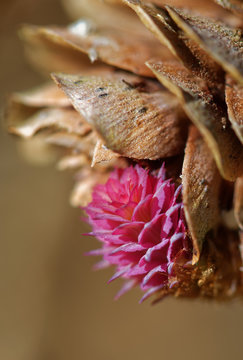 รูปภาพMicrostrobilus – เลือกดูภาพถ่ายสต็อก เวกเตอร์ และวิดีโอ208 ...