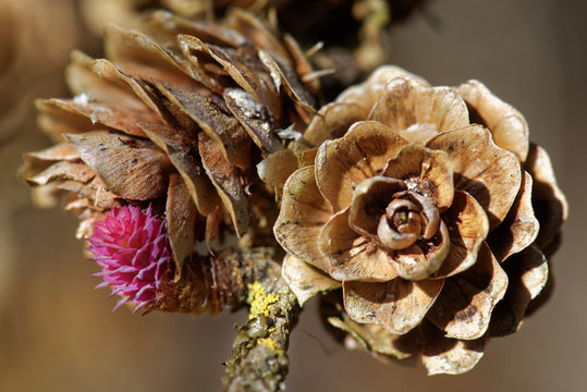 รูปภาพMicrostrobilus – เลือกดูภาพถ่ายสต็อก เวกเตอร์ และวิดีโอ208 ...