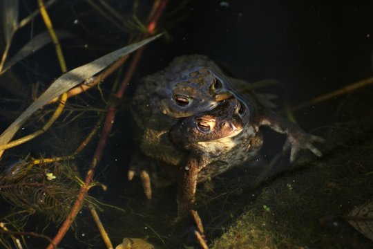 รูปภาพFroschlurch – เลือกดูภาพถ่ายสต็อก เวกเตอร์ และวิดีโอ2,010 | Adobe Stock