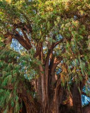 LAS 89 MEJORES IMÁGENES, FOTOS DE ARCHIVO Y VECTORES DE Ahuehuete ...