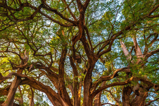 LAS 89 MEJORES IMÁGENES, FOTOS DE ARCHIVO Y VECTORES DE Ahuehuete ...