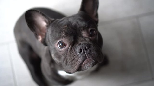 Frenchie Images – Browse 102,833 Stock Photos, Vectors, and Video ...