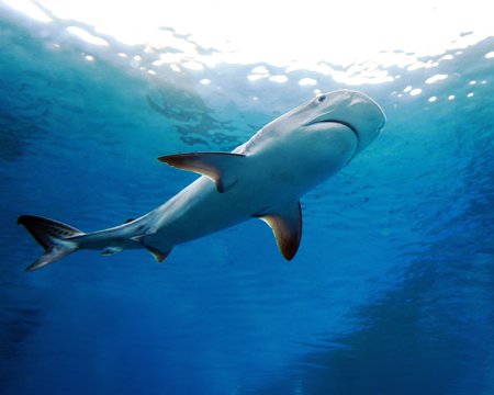 "Requin Images – Parcourir 189,254 le catalogue de photos, vecteurs et ...