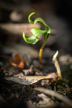 Spross bilder – Bläddra bland 2,209 stockfoton, vektorer och videor ...
