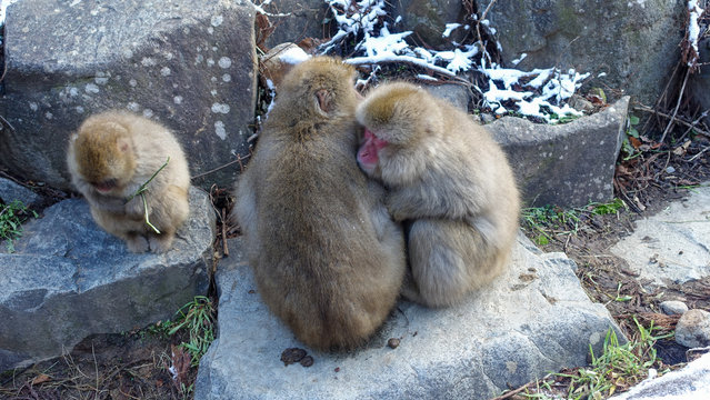 รูปภาพJapanmakak – เลือกดูภาพถ่ายสต็อก เวกเตอร์ และวิดีโอ674 | Adobe Stock