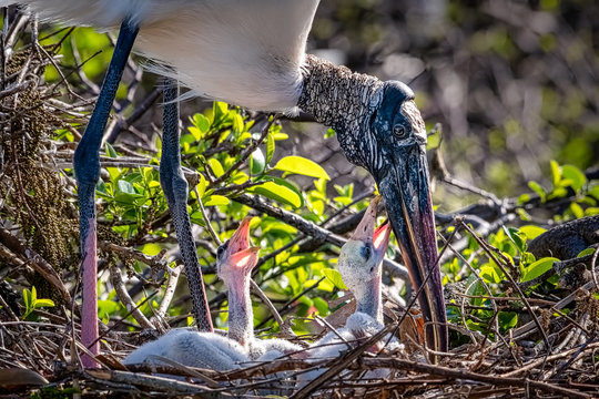 What Does A Baby Stork Look Like