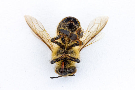 Milbenbefall bilder – Bläddra bland 139 stockfoton, vektorer och videor ...