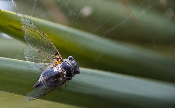 Imágenes de Cigale: descubre bancos de fotos, ilustraciones, vectores y ...