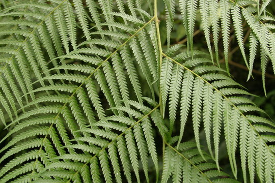 Fahn Images – Browse 69 Stock Photos, Vectors, and Video | Adobe Stock