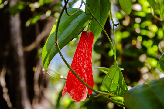 Imágenes de Copihue: descubre bancos de fotos, ilustraciones, vectores ...