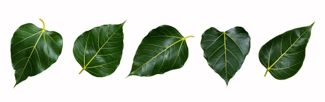 รูปภาพBothi – เลือกดูภาพถ่ายสต็อก เวกเตอร์ และวิดีโอ214 | Adobe Stock