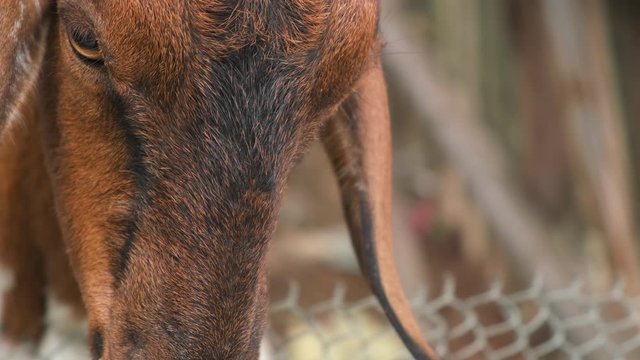 Hooter Video Footage – Browse 1,192 HD Stock Video and Footage | Adobe ...