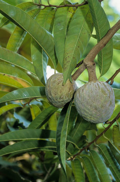 Attier Images – Browse 34 Stock Photos, Vectors, and Video | Adobe Stock