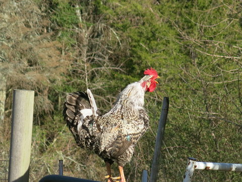 Hahnentor Bilder – Durchsuchen 679 Archivfotos, Vektorgrafiken und ...