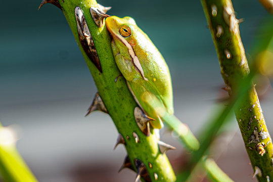 รูปภาพ"Green Frog" – เลือกดูภาพถ่ายสต็อก เวกเตอร์ และวิดีโอ17,097 ...