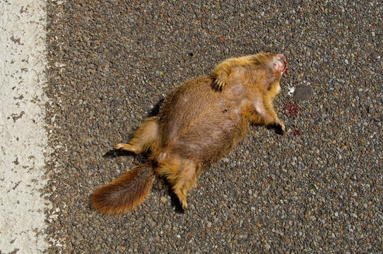 "Road Kill" Bilder – Durchsuchen 412 Archivfotos, Vektorgrafiken und ...