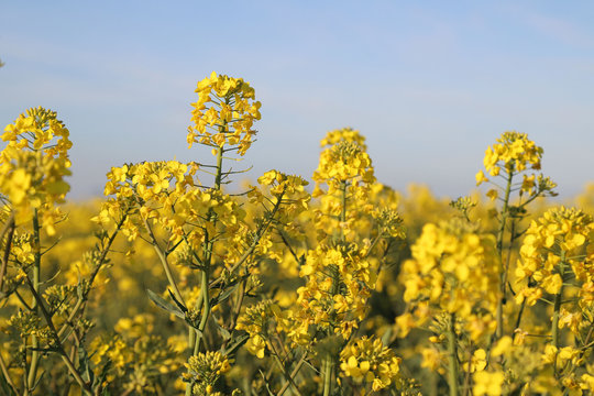 Koolzaad Images – Browse 48 Stock Photos, Vectors, and Video | Adobe Stock