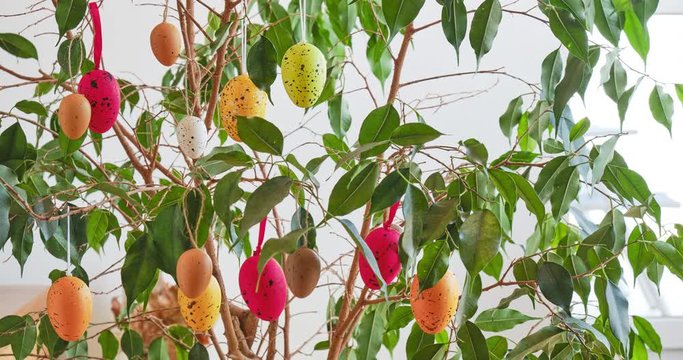 Ficeae Bilder – Durchsuchen 71 Archivfotos, Vektorgrafiken und Videos ...