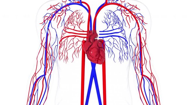 Circulatory System Legs Images – Browse 2,109 Stock Photos, Vectors ...