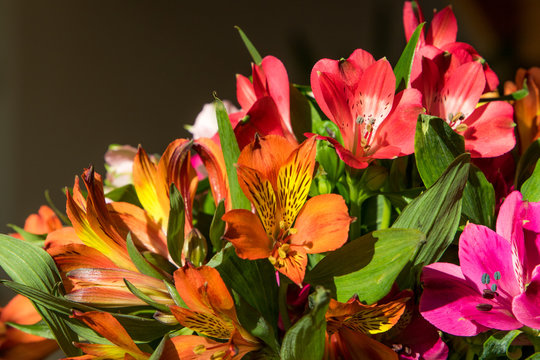 Inkalilien Images – Browse 62 Stock Photos, Vectors, and Video | Adobe ...