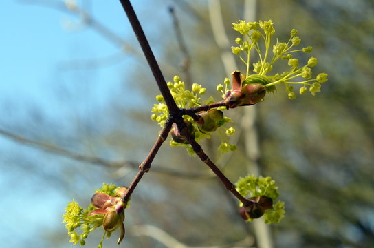 Lindenpollen-Bilder: Stock-Fotos & -Videos. | Adobe Stock