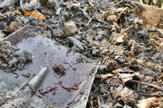 "Common Earthworm" Imagens – Procure 514 fotos, vetores e vídeos ...