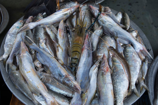 "Bangladeshi Fish" Images – Browse 43 Stock Photos, Vectors, and Video ...