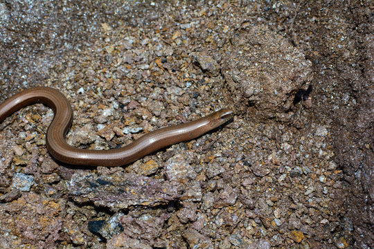 DIE 190 BESTEN BILDER, STOCK-FOTOS UND -VEKTORGRAFIKEN ZU „Toxicofera ...