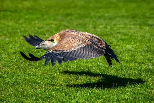 Aasgeier bilder – Bläddra bland 275 stockfoton, vektorer och videor ...