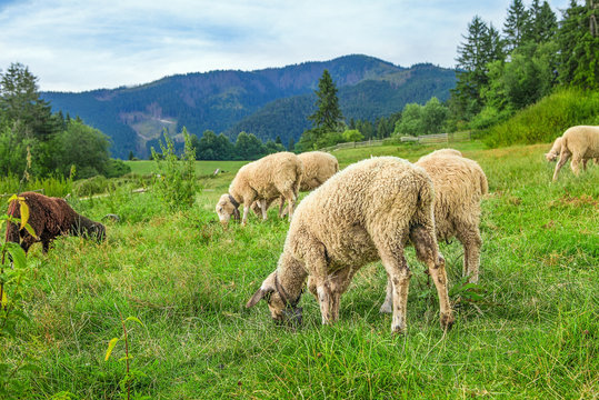 รูปภาพBaa-Lamb – เลือกดูภาพถ่ายสต็อก เวกเตอร์ และวิดีโอ387 | Adobe Stock
